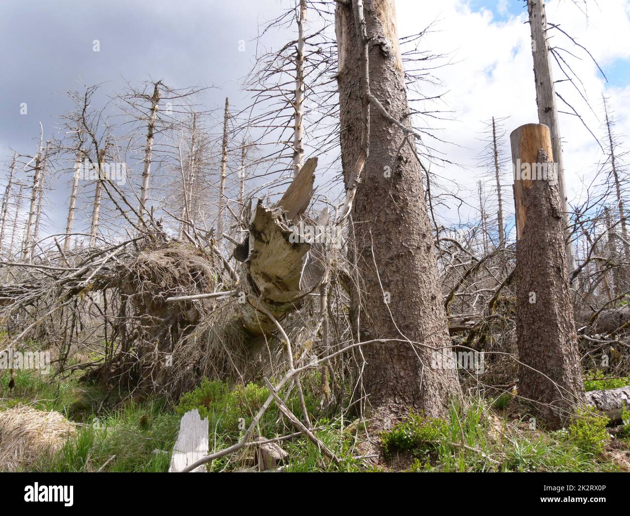 Tree dieback in the Harz National Park near the Brocken on the ...