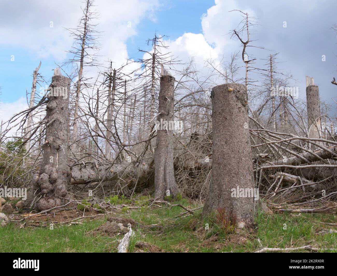 Tree dieback in the Harz National Park near the Brocken on the ...