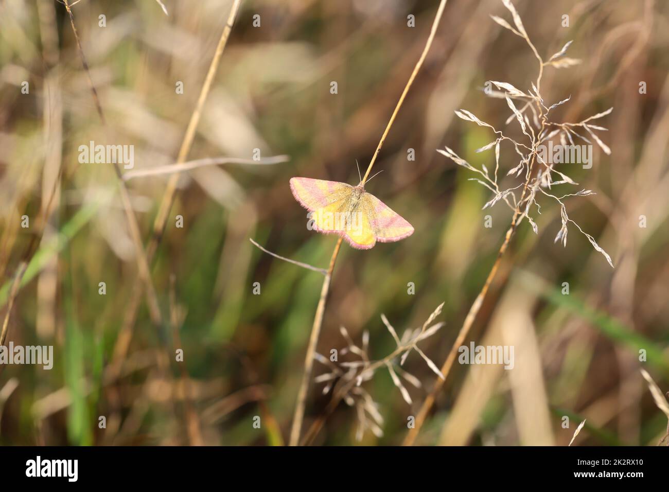 A small red-banded moth on a blade of grass in a meadow Stock Photo - Alamy