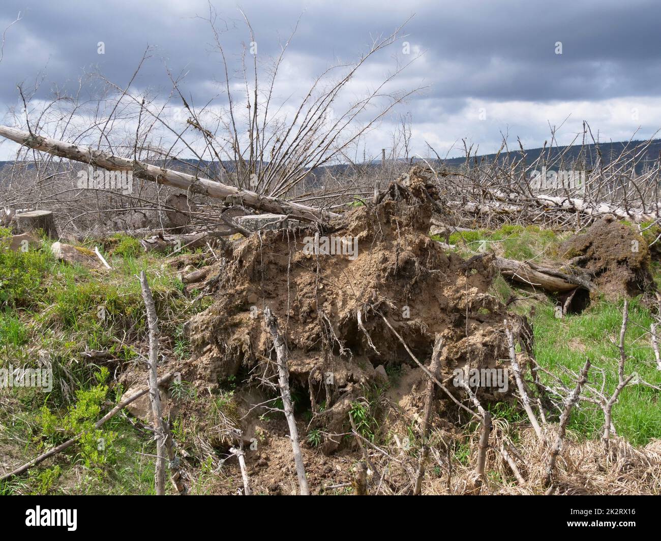 Tree dieback in the Harz National Park near the Brocken on the ...