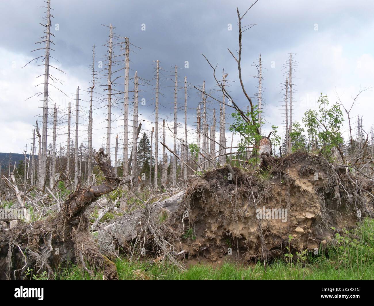 Tree dieback in the Harz National Park near the Brocken on the ...