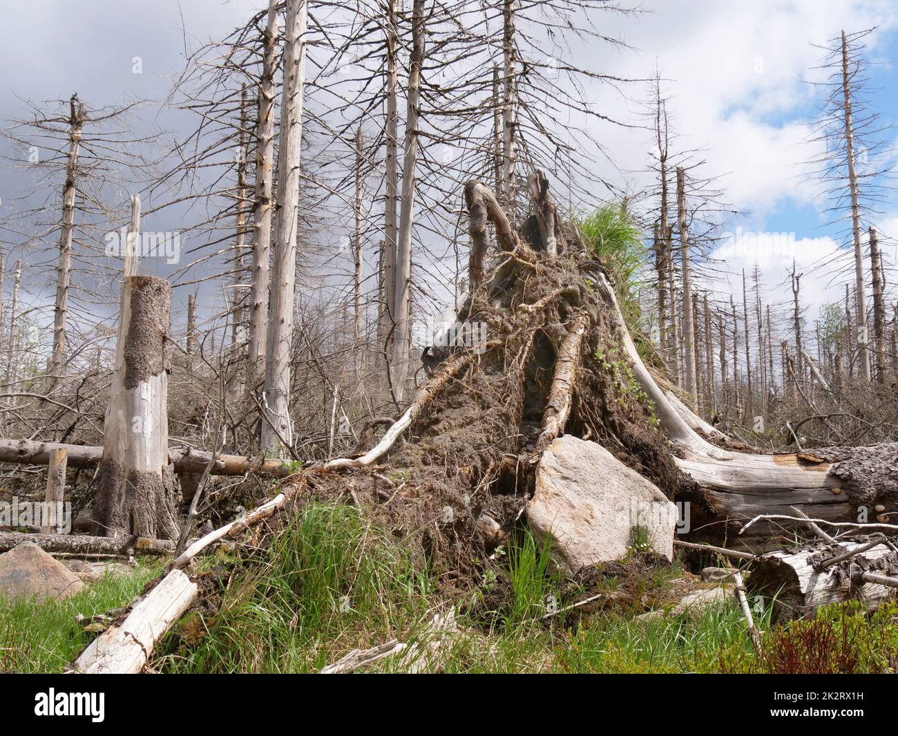 Tree dieback in the Harz National Park near the Brocken on the ...