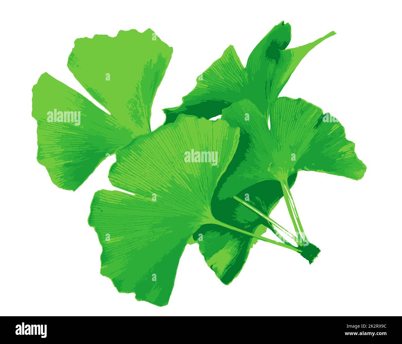 Species of tree native hi-res stock photography and images - Alamy