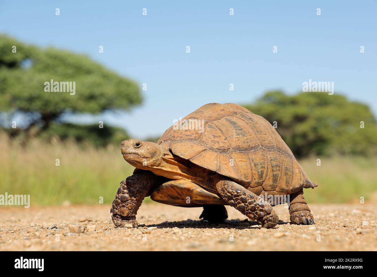 Close up head leopard tortoise hi-res stock photography and images - Alamy