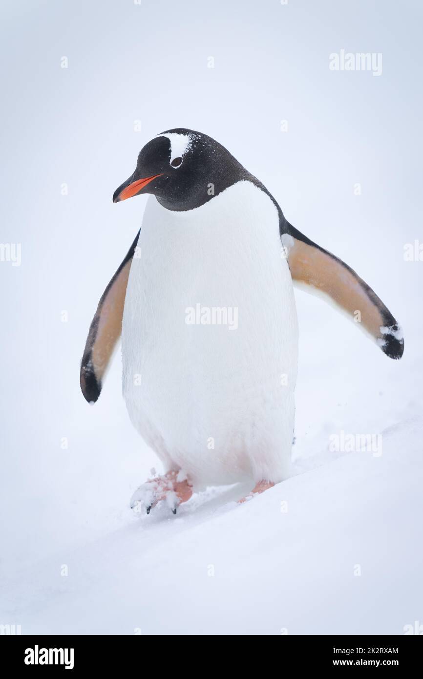 Waddles hi-res stock photography and images - Alamy