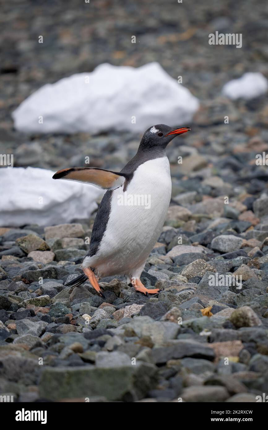Gentoo penguin waddles over shingle lifting flipper Stock Photo - Alamy