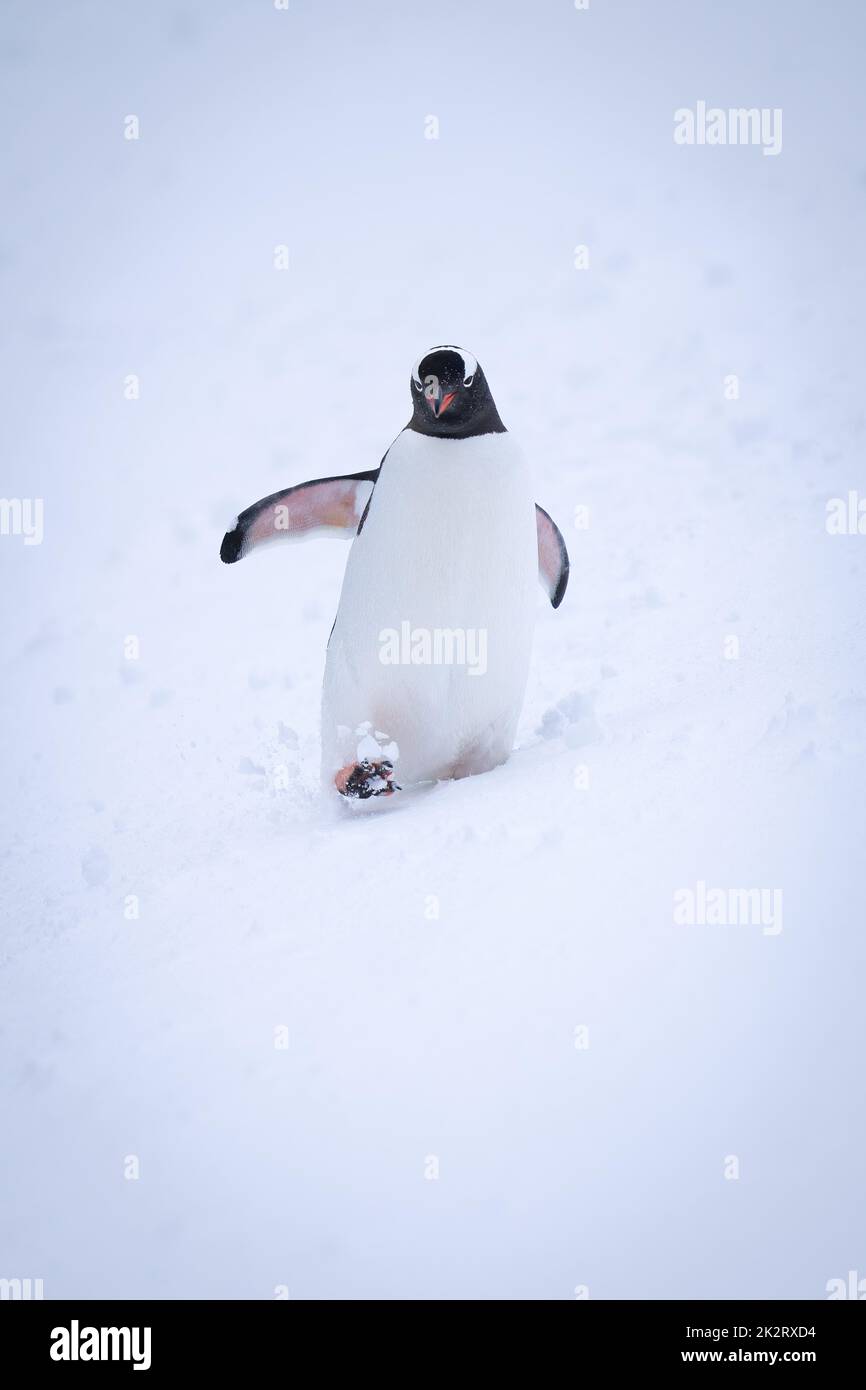 Gentoo penguin waddles through snow lifting flipper Stock Photo - Alamy
