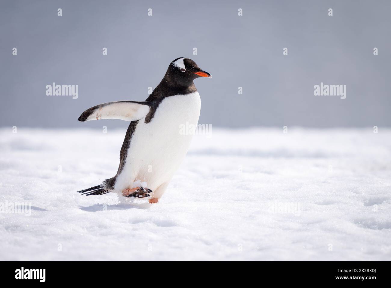 Extending across hi-res stock photography and images - Alamy