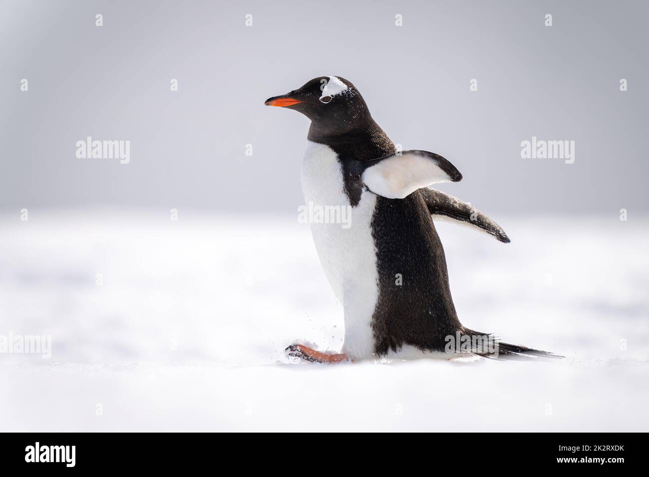Waddling hi-res stock photography and images - Alamy