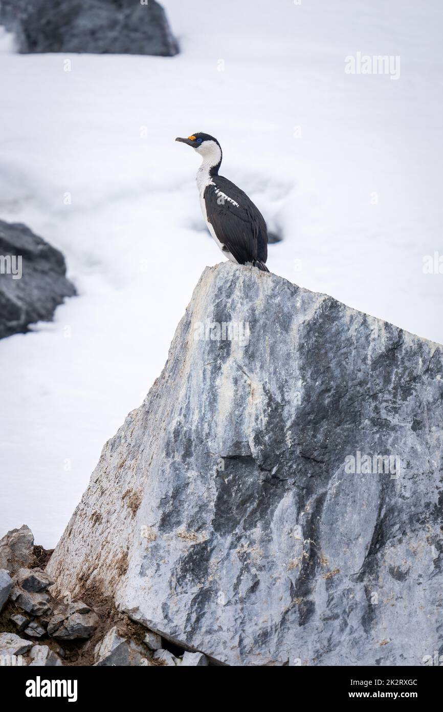 Shag imperial hi-res stock photography and images - Alamy