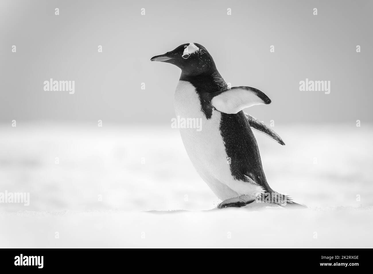 Mono gentoo penguin walks left across snow Stock Photo - Alamy