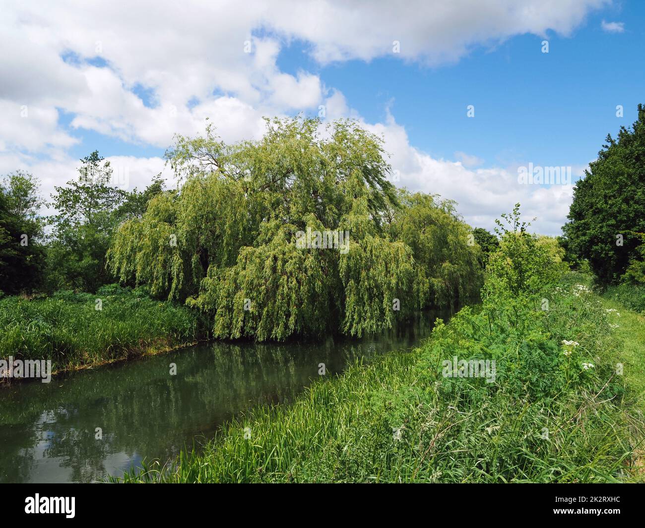 White willow tree with reflection hi-res stock photography and images ...
