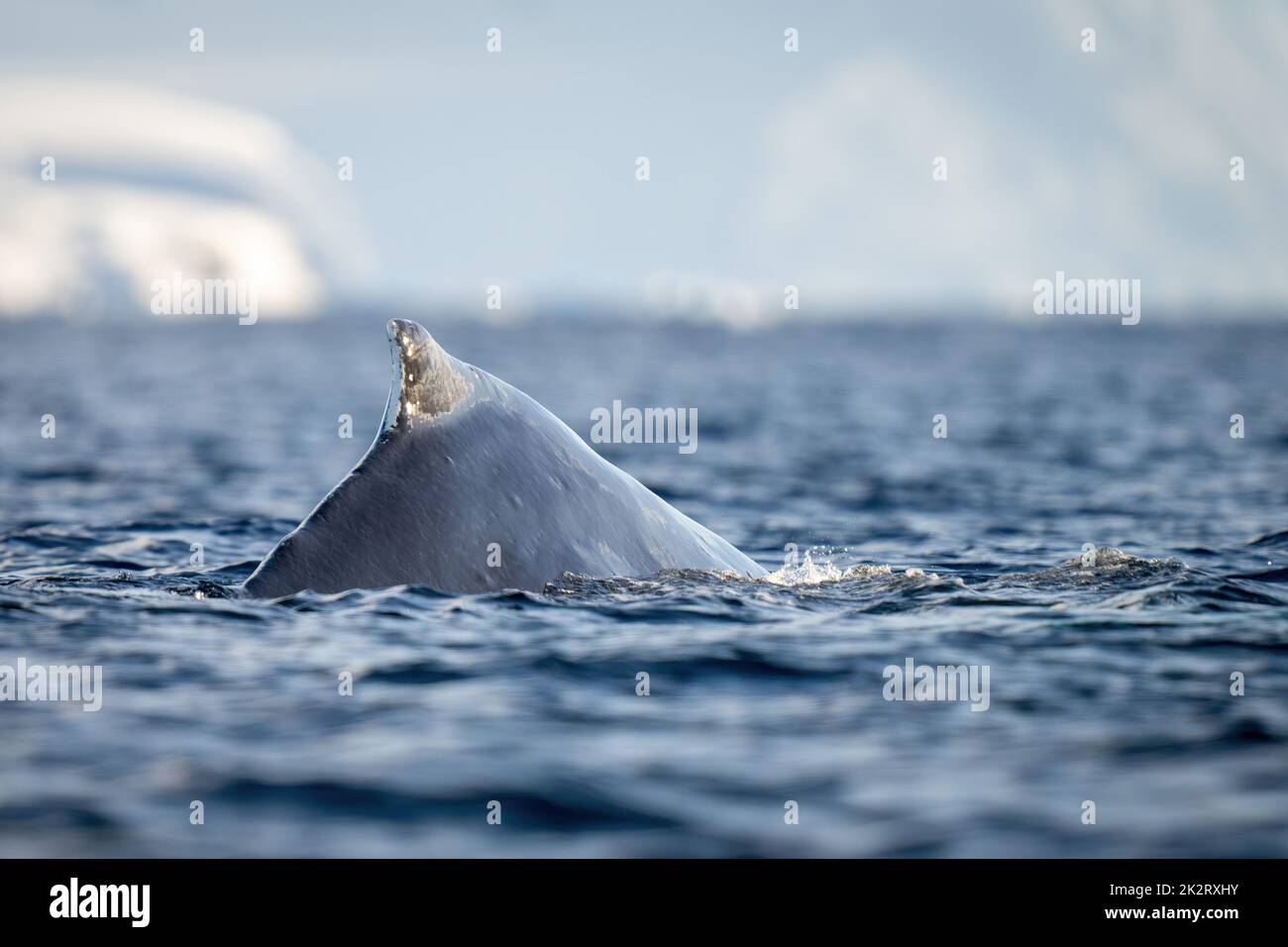 Humpback whale surfaces in hi-res stock photography and images - Alamy