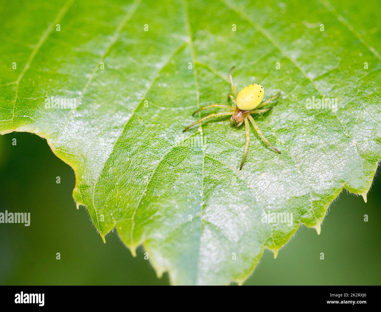 little yellow spider on a leaf Stock Photo - Alamy