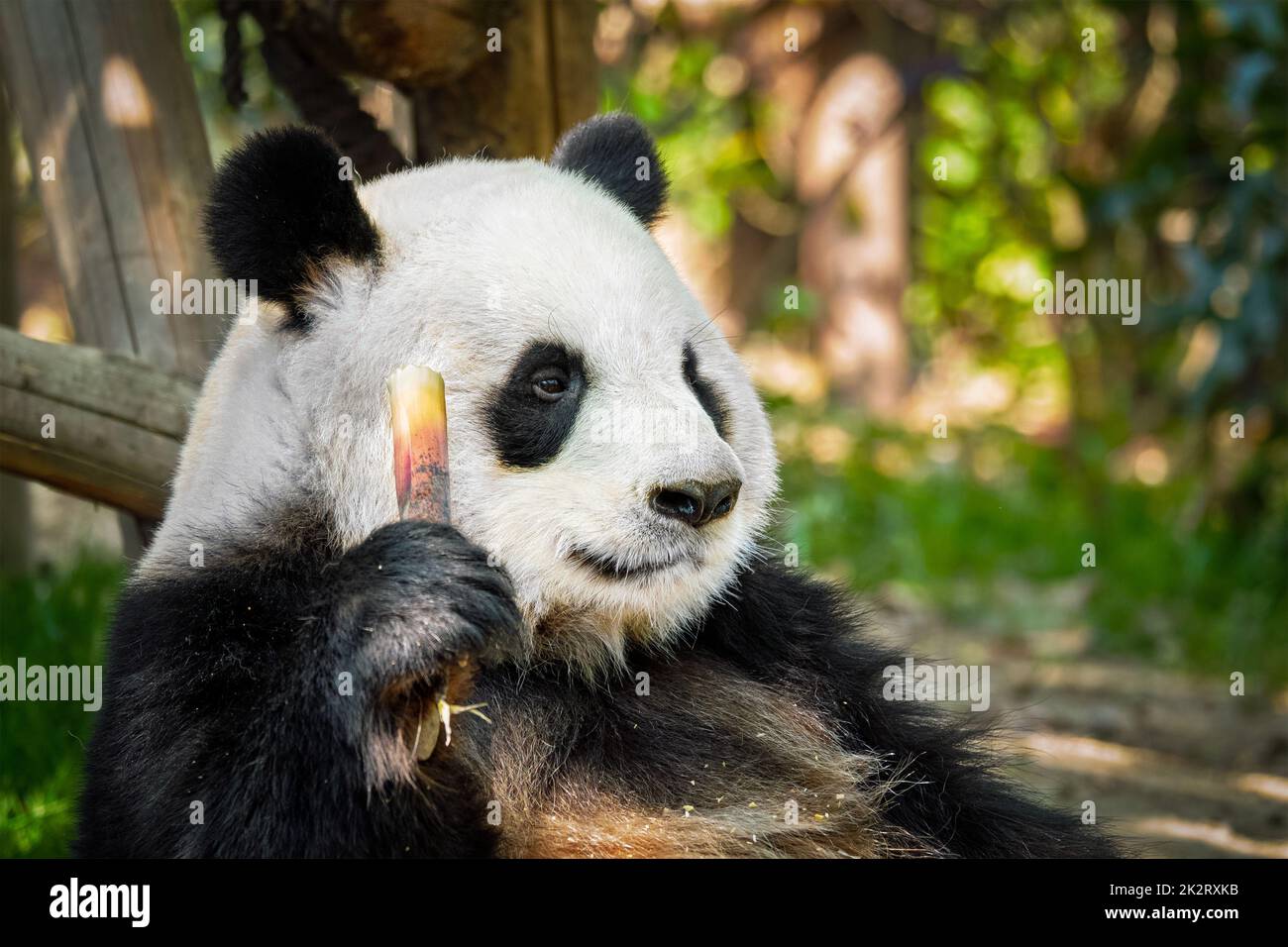 Giant panda bear in China Stock Photo - Alamy