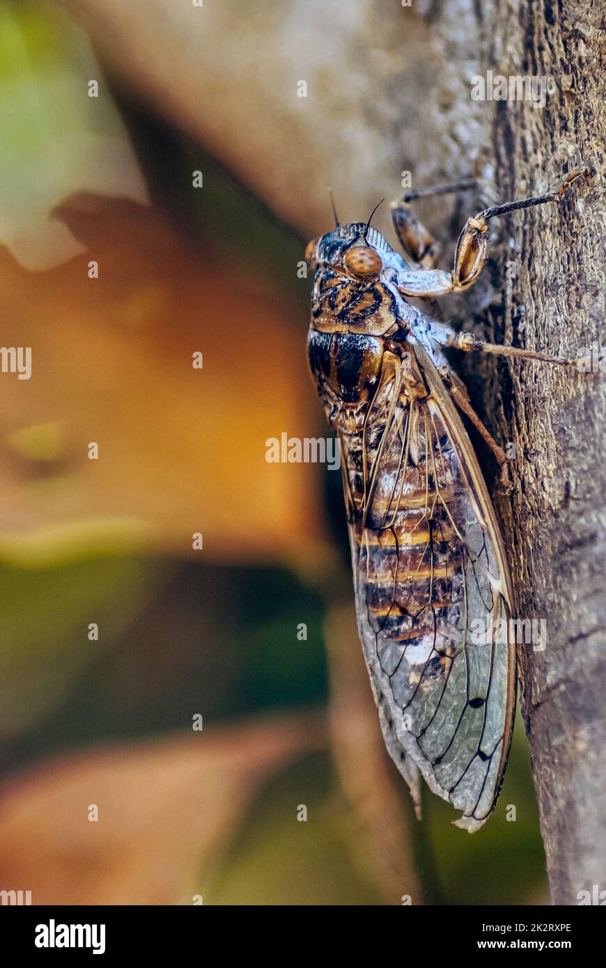 Cretan cicada (Cicada cretensis) - Gouves, Crete, Greece Stock Photo ...