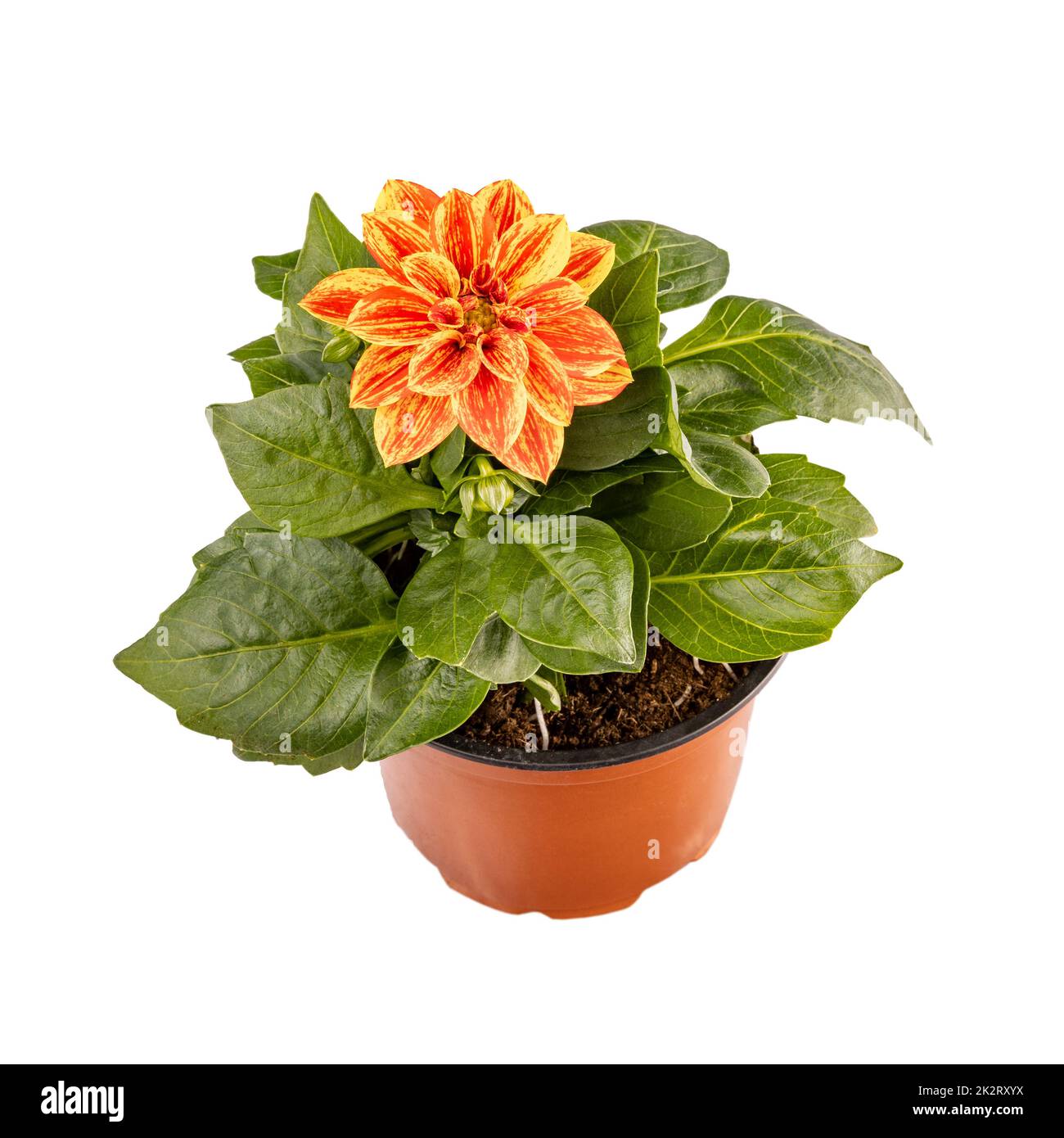 Orange floral background Cut Out Stock Images & Pictures - Alamy