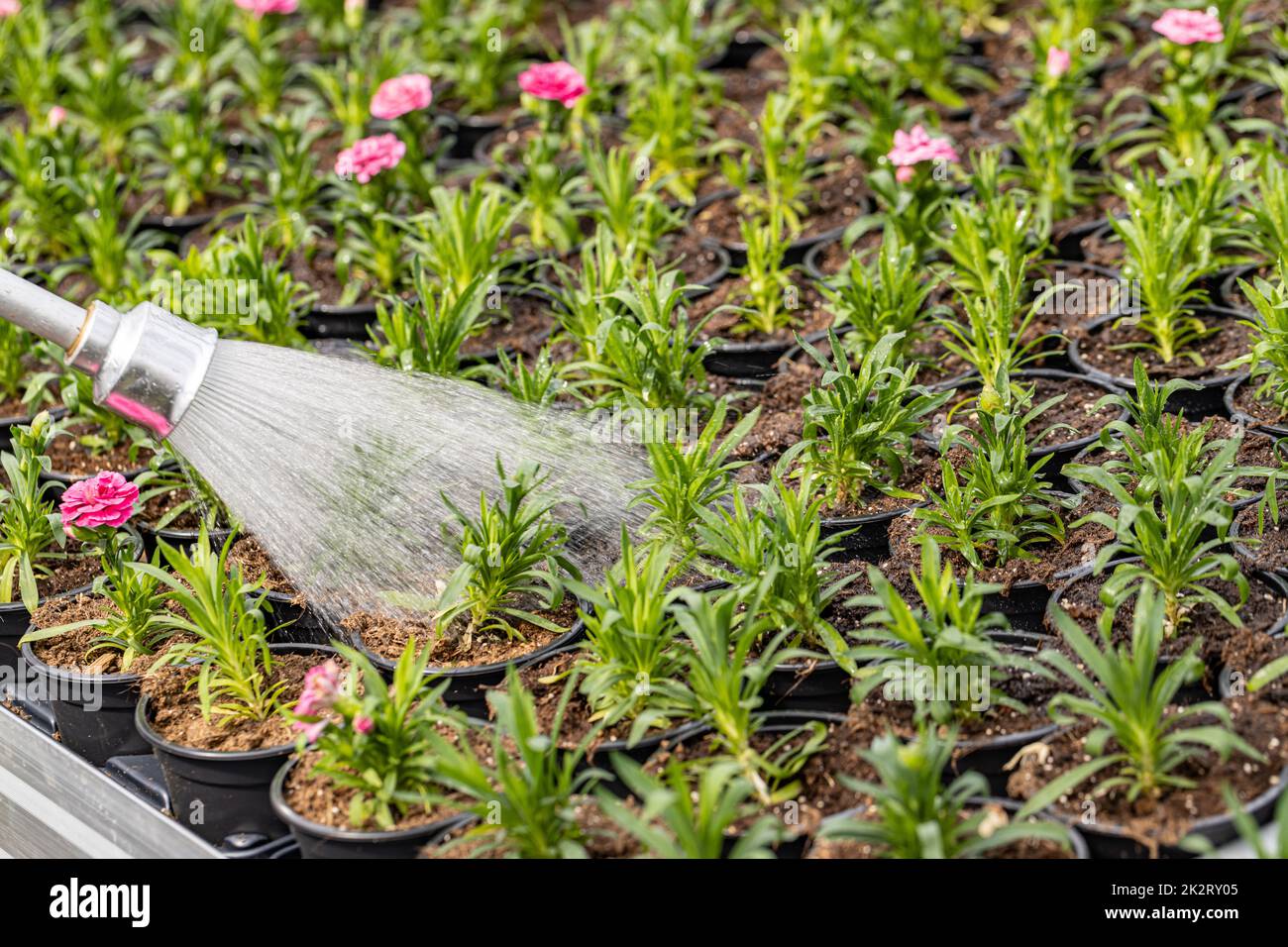 Watering spring flower plant Stock Photo - Alamy