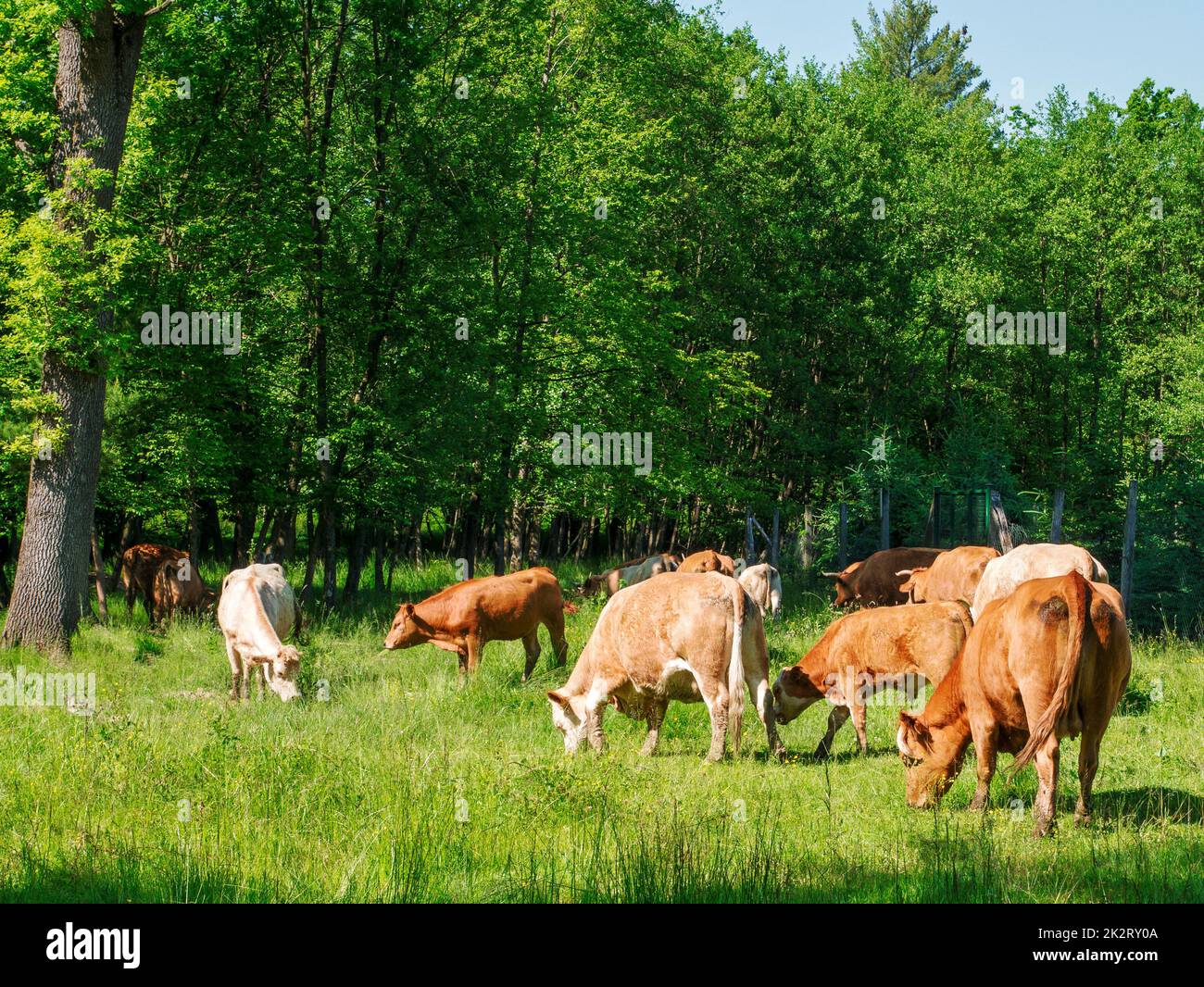 Flock of cows on a meadow Stock Photo - Alamy