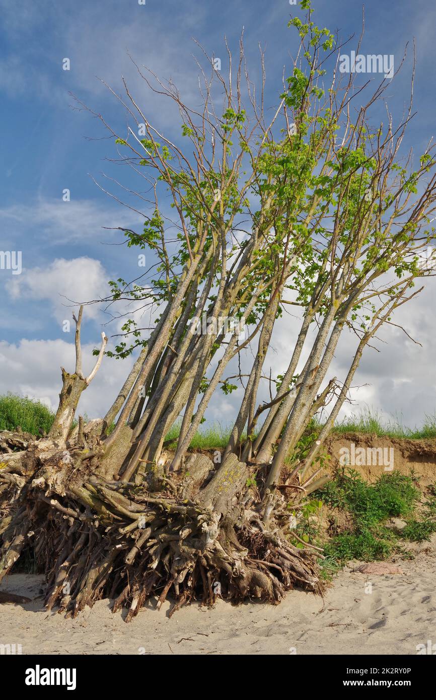 Consequences of coastal erosion: fallen trees on the cliff, exposed ...