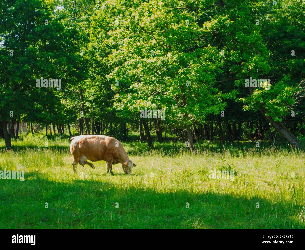 Flock of cows on a meadow Stock Photo - Alamy