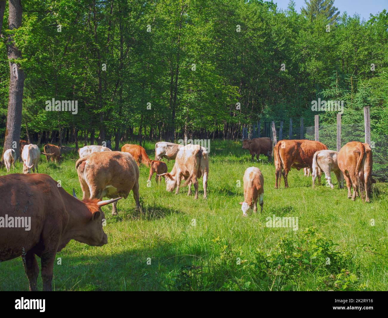 Flock of cows on a meadow Stock Photo - Alamy
