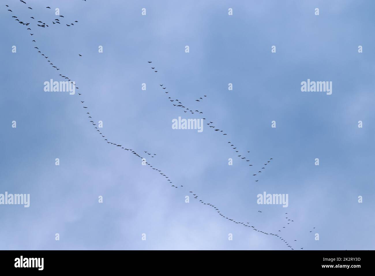 Flock wallpaper hi-res stock photography and images - Alamy
