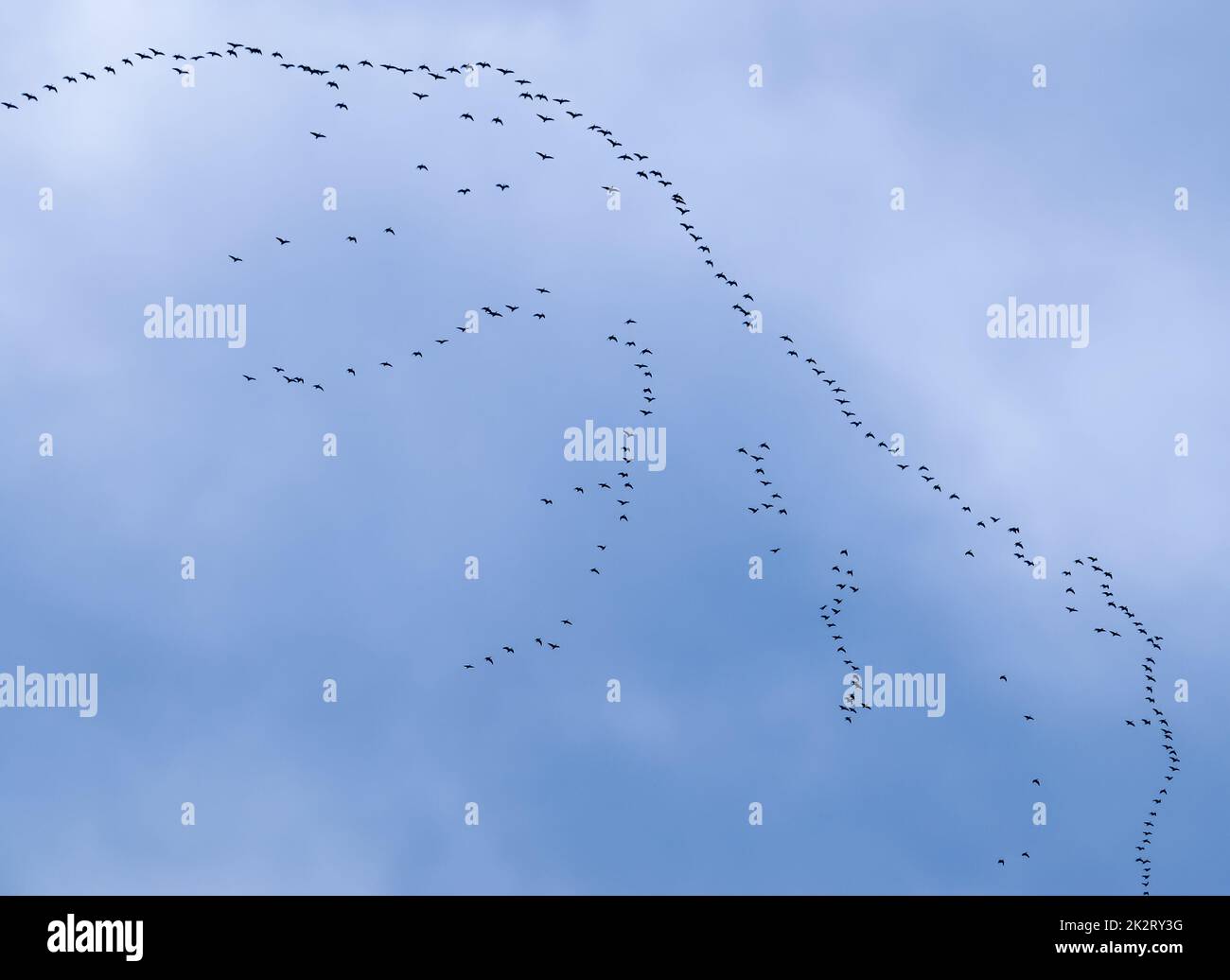 Large birds hi-res stock photography and images - Alamy