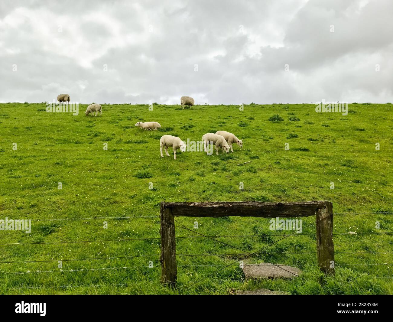Sheep on a green dike at the North Sea near Husum Stock Photo - Alamy