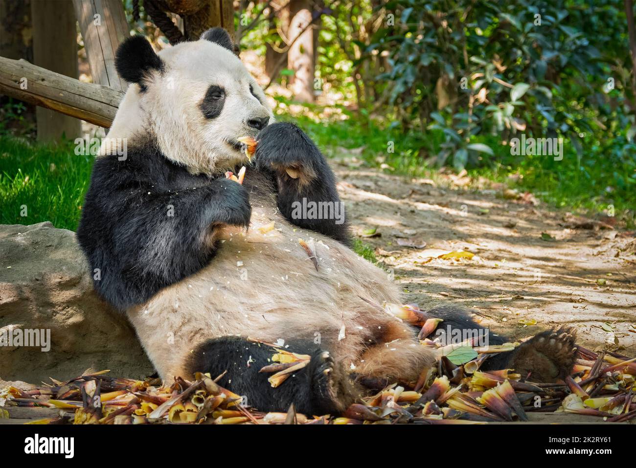 Giant panda bear in China Stock Photo - Alamy