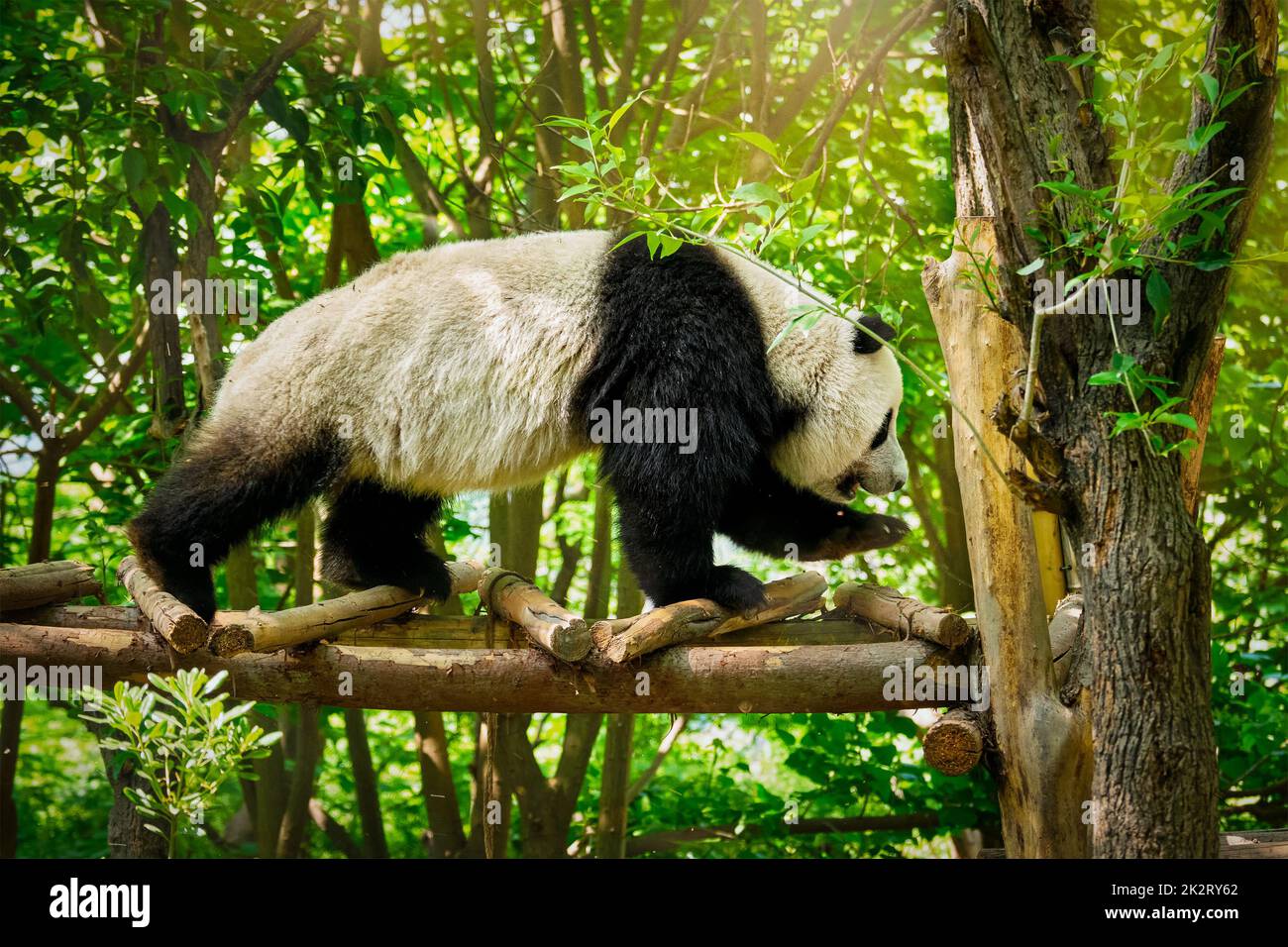Giant panda bear in China Stock Photo - Alamy