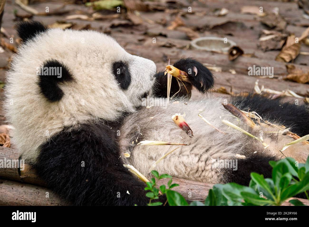 Giant panda bear in China Stock Photo - Alamy