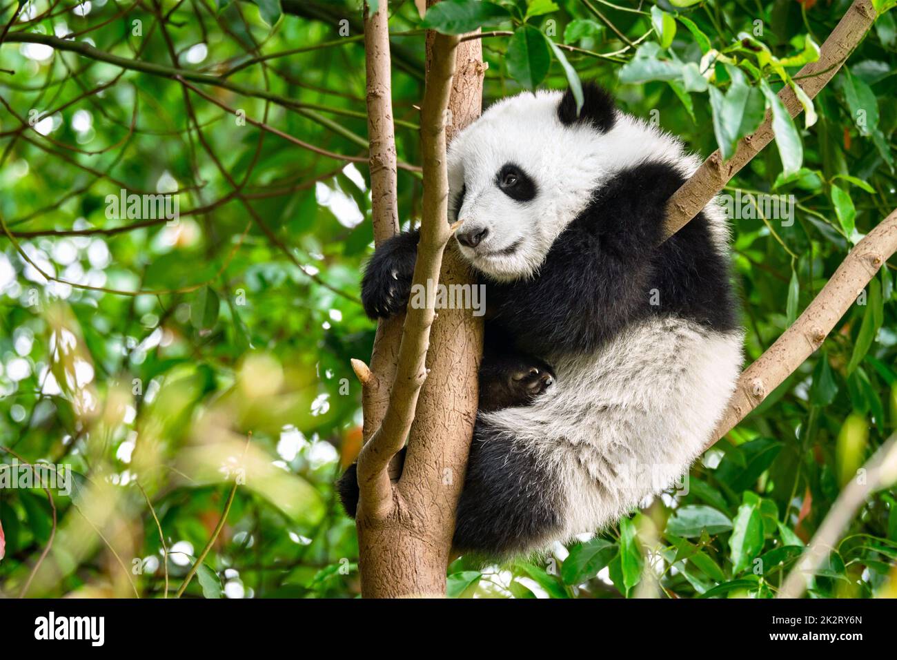 Giant panda bear in China Stock Photo - Alamy