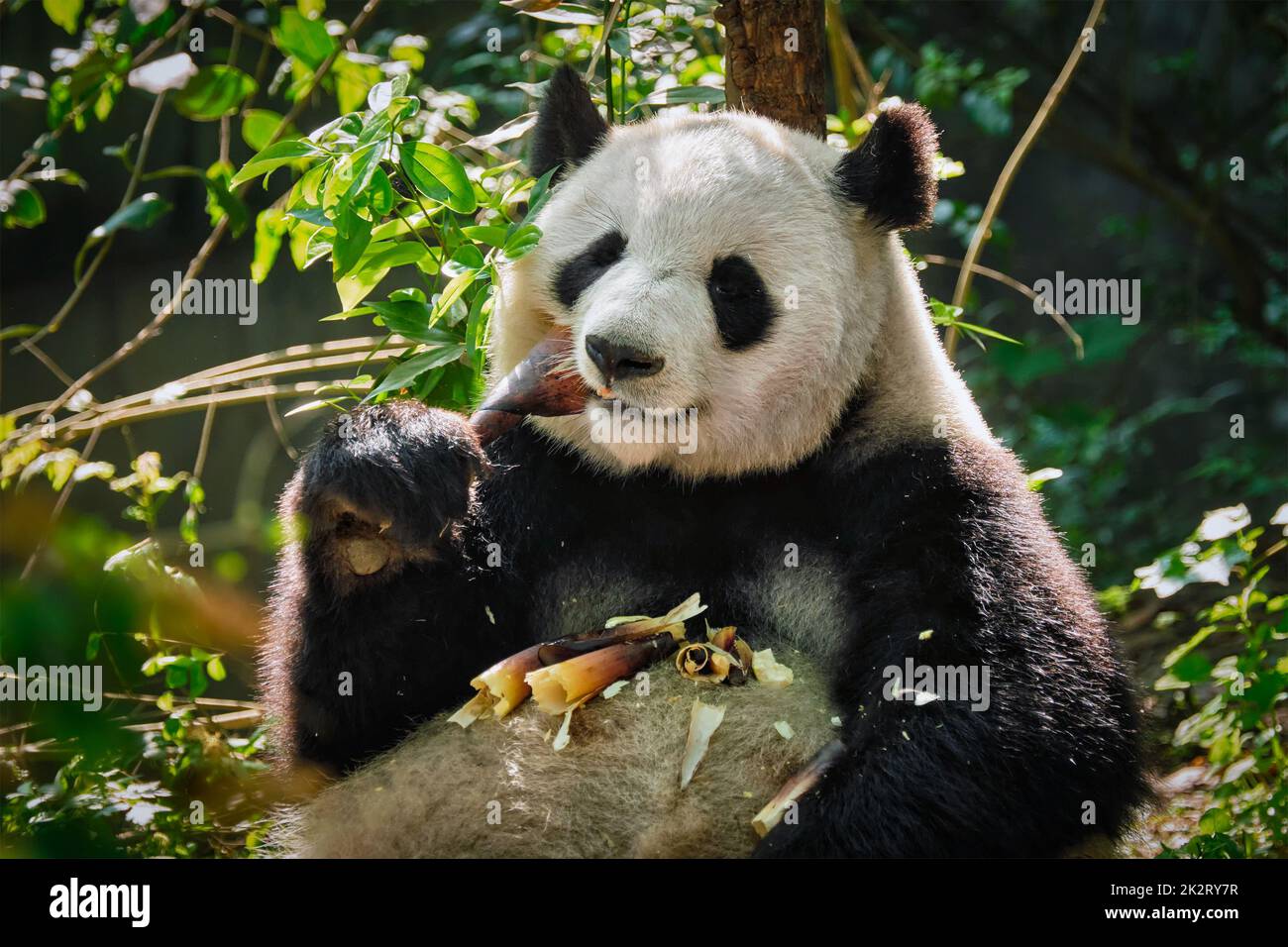 Giant panda bear in China Stock Photo - Alamy