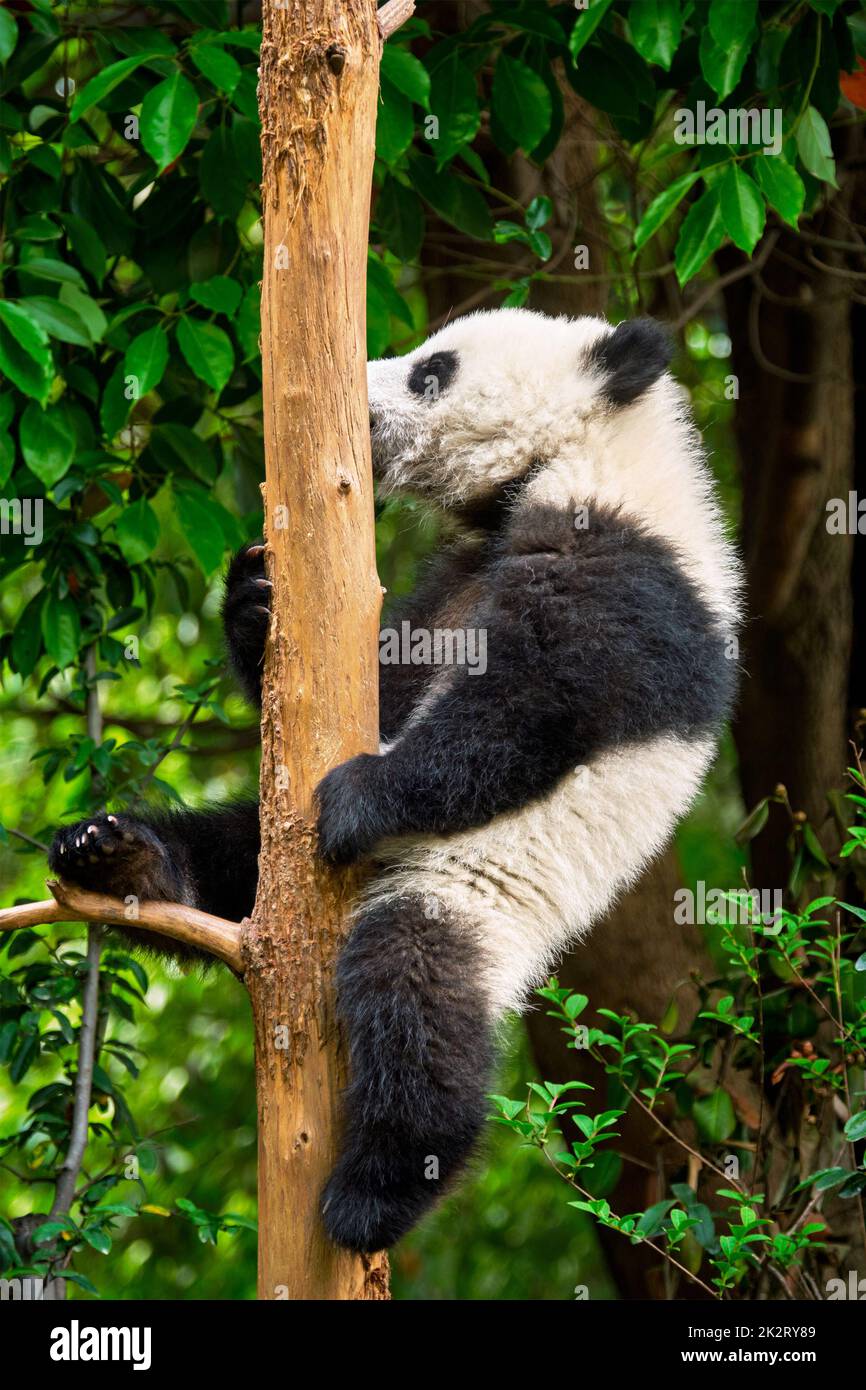 Giant panda bear in China Stock Photo - Alamy