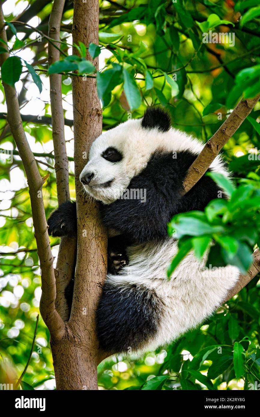 Giant panda bear in China Stock Photo - Alamy