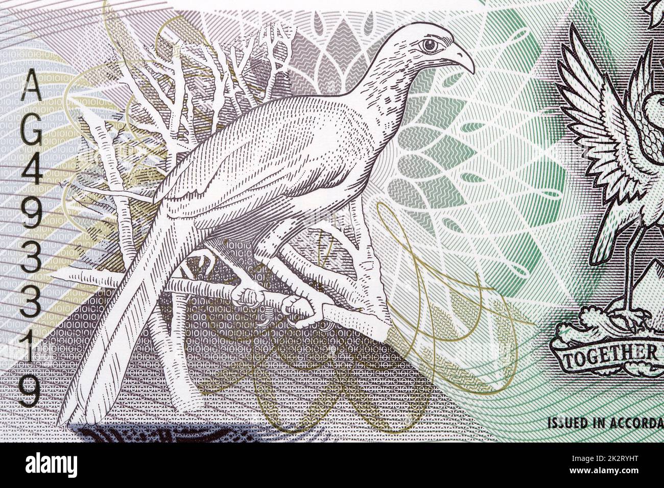 Piping Guan from money of Trinidad and Tobago Stock Photo - Alamy