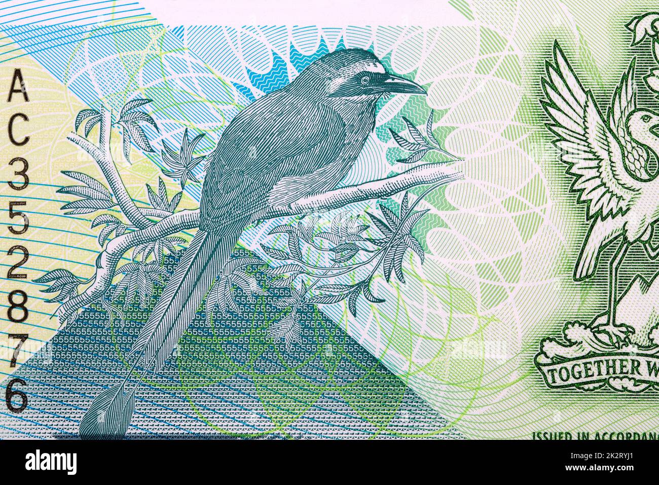 Blue-Crowned Motmot from money of Trinidad and Tobago Stock Photo - Alamy