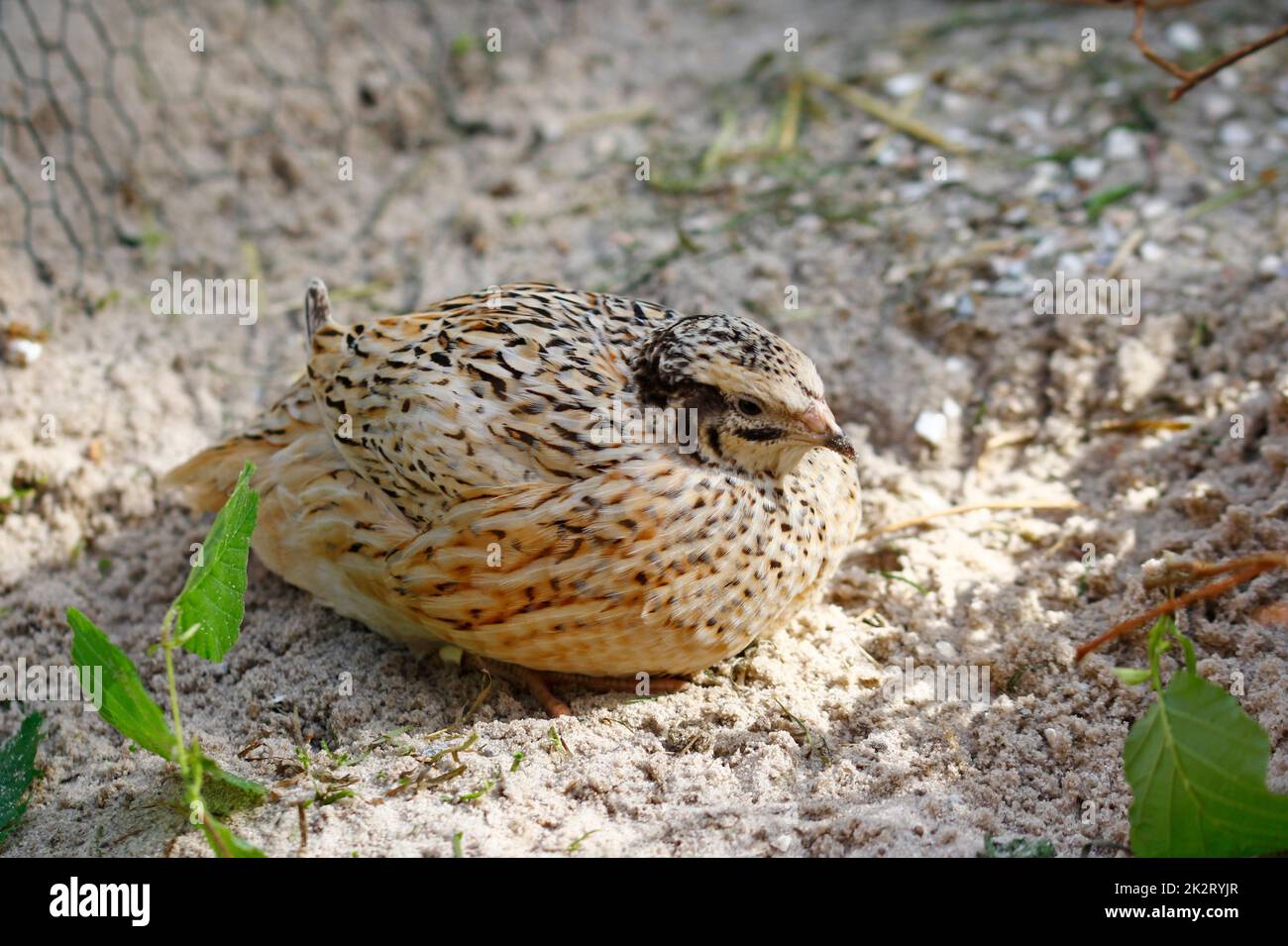 Isabelle green hi-res stock photography and images - Alamy