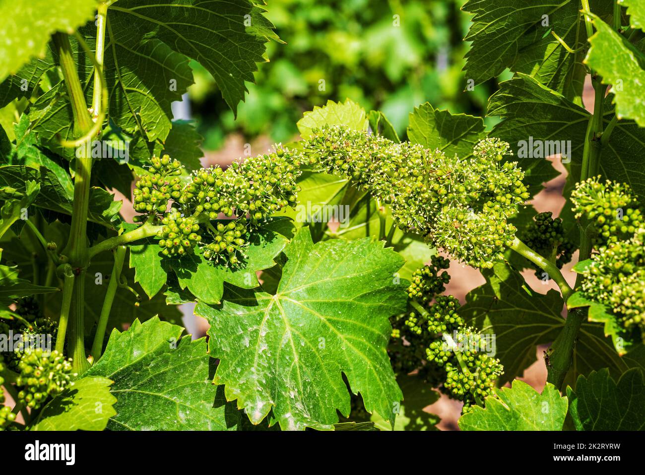 Bunches of grapes during flowering in spring. Agriculture Stock Photo ...