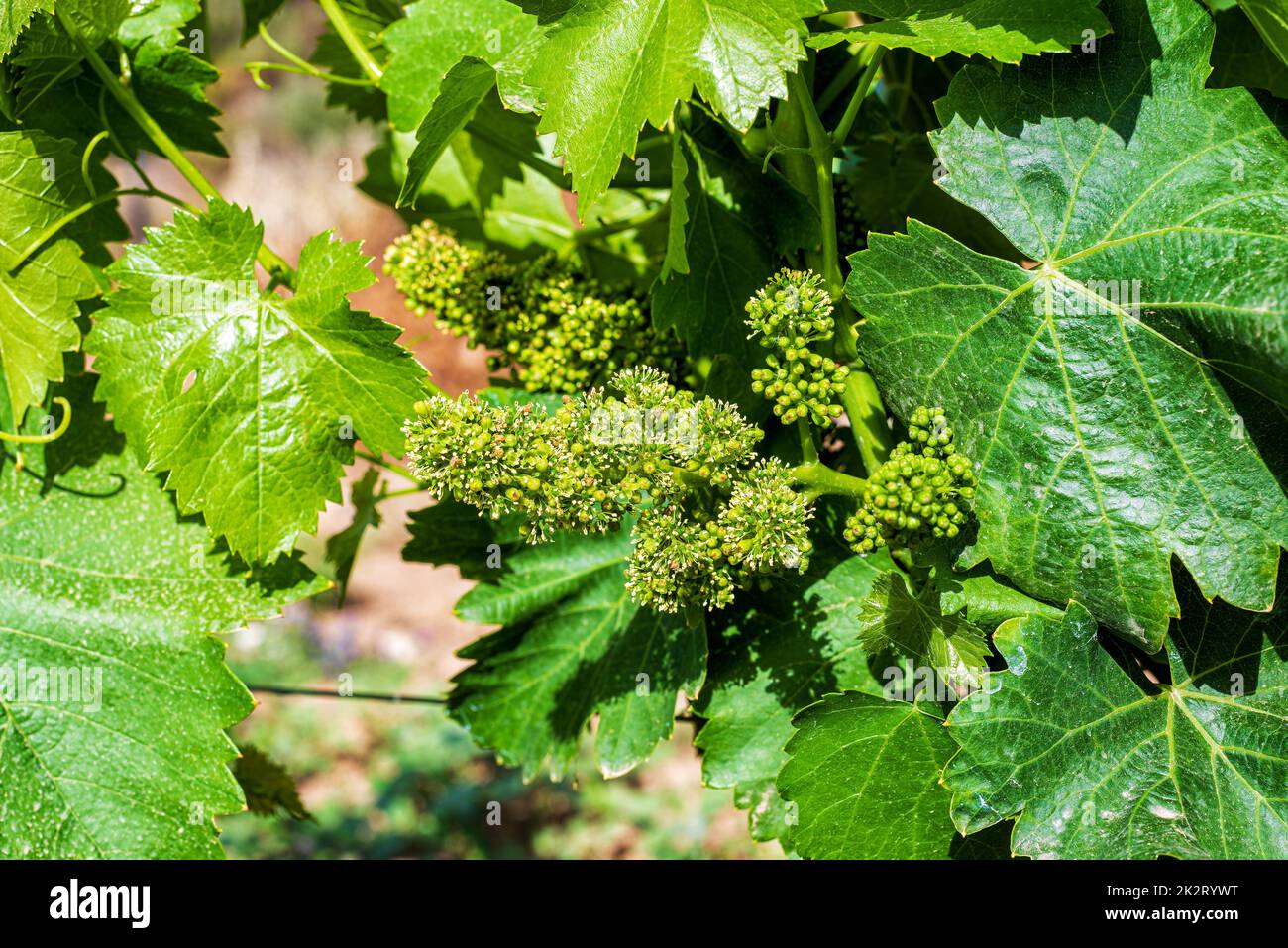 Grapes inflorescence hi-res stock photography and images - Alamy