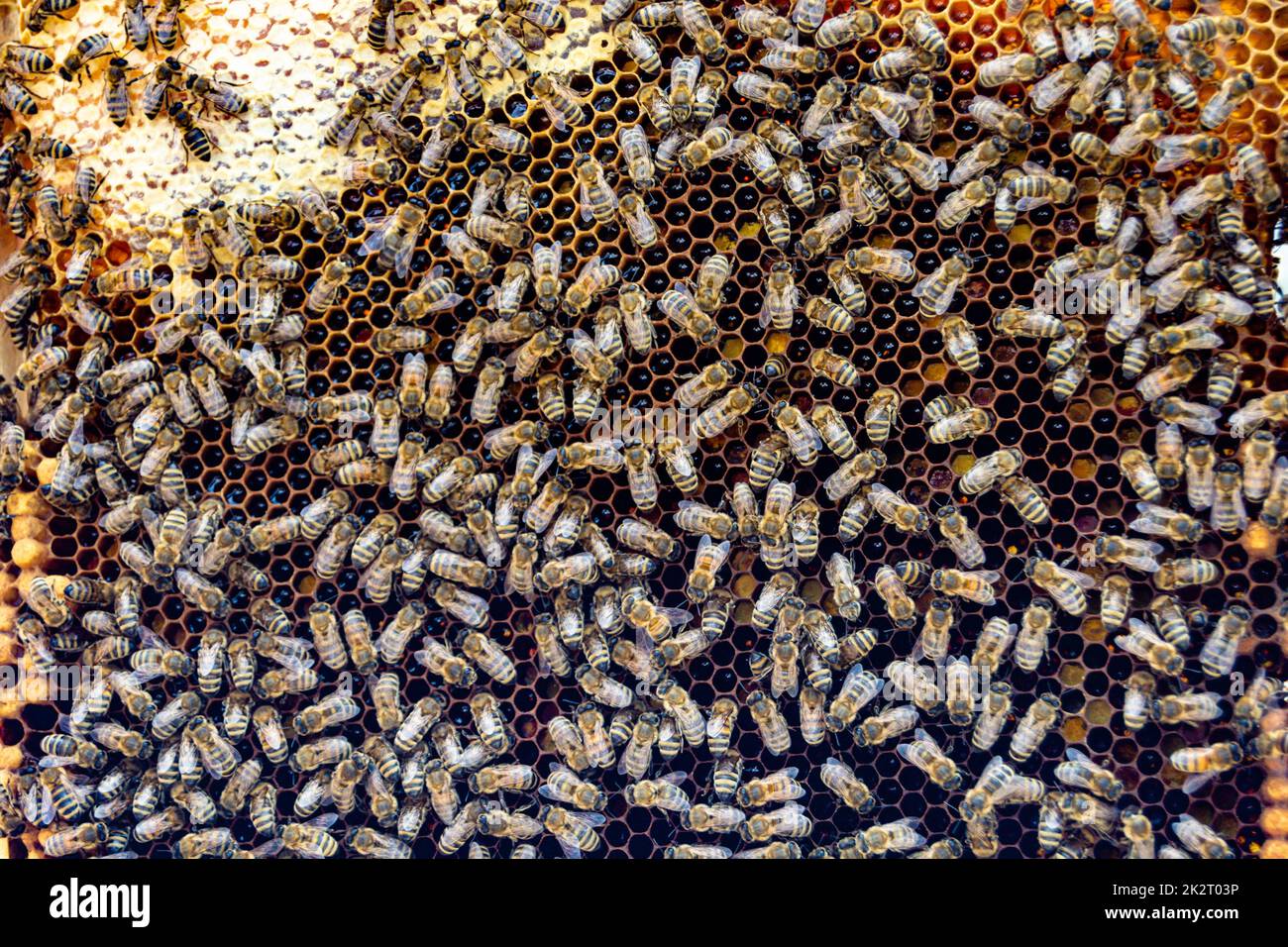 Golden honeycomb hi-res stock photography and images - Alamy