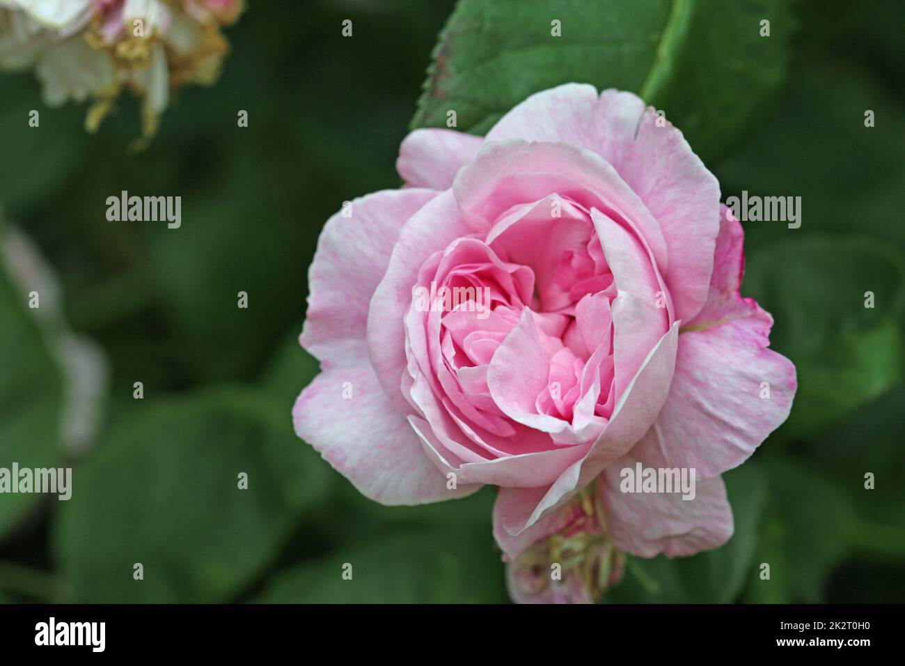 Rose flower blurred hi-res stock photography and images - Alamy