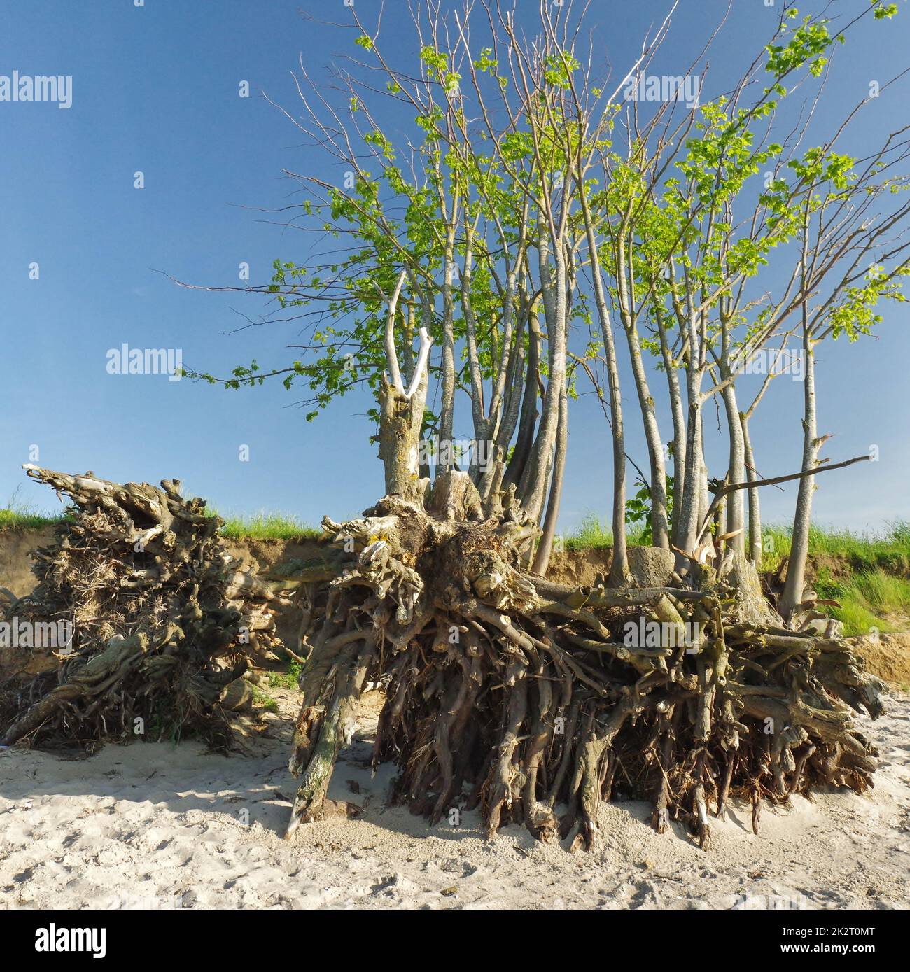 Consequences of coastal erosion: fallen trees on the cliff, exposed ...