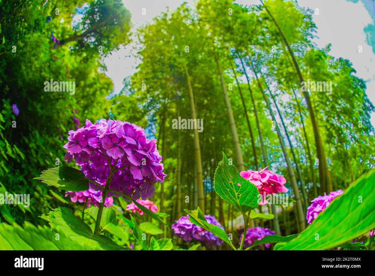 Hydrangea and bamboo forest in June Stock Photo - Alamy