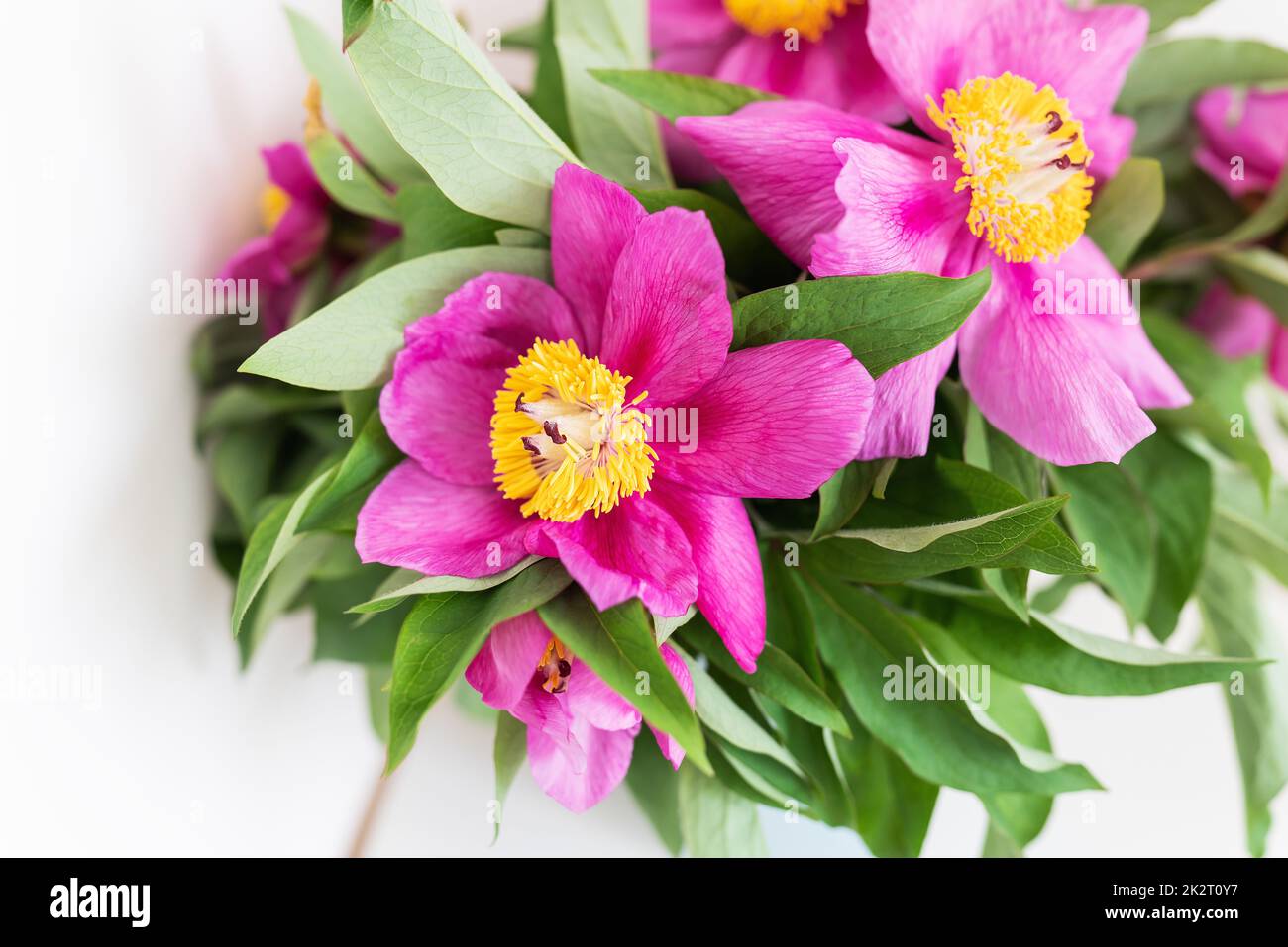 Bouquet of bright pink peonies stand in a vase, space for text Stock ...