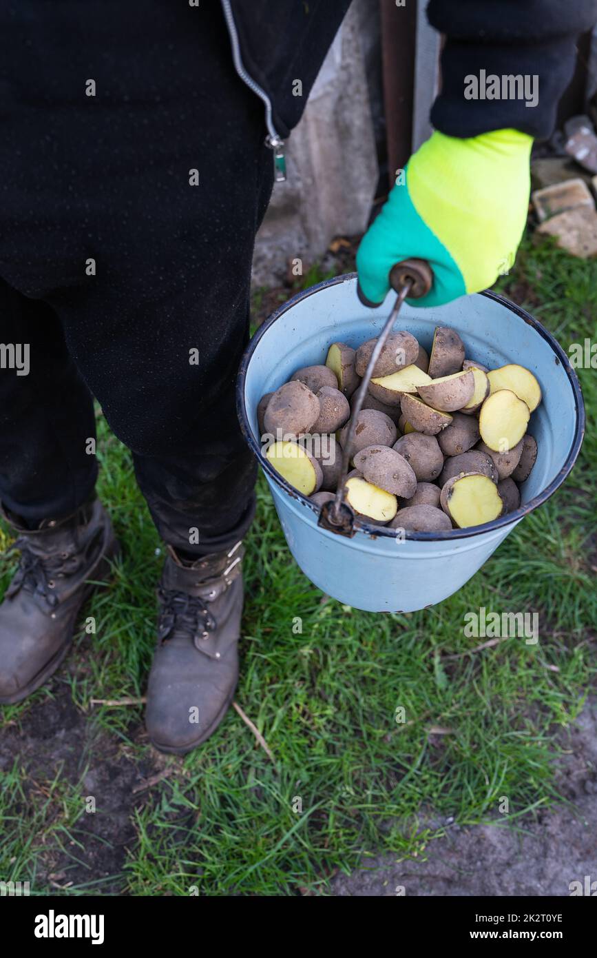 Planting potato tubers in the ground. Early spring preparation for the ...