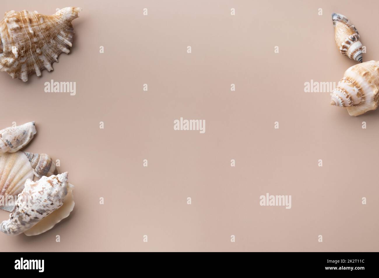 Mockup with seashell on beige background Stock Photo - Alamy