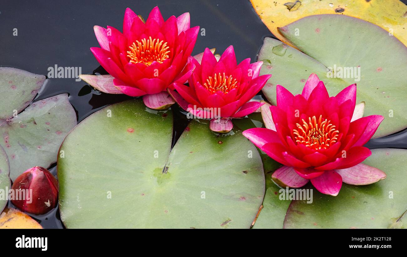 Red Water Lily Stock Photo - Alamy