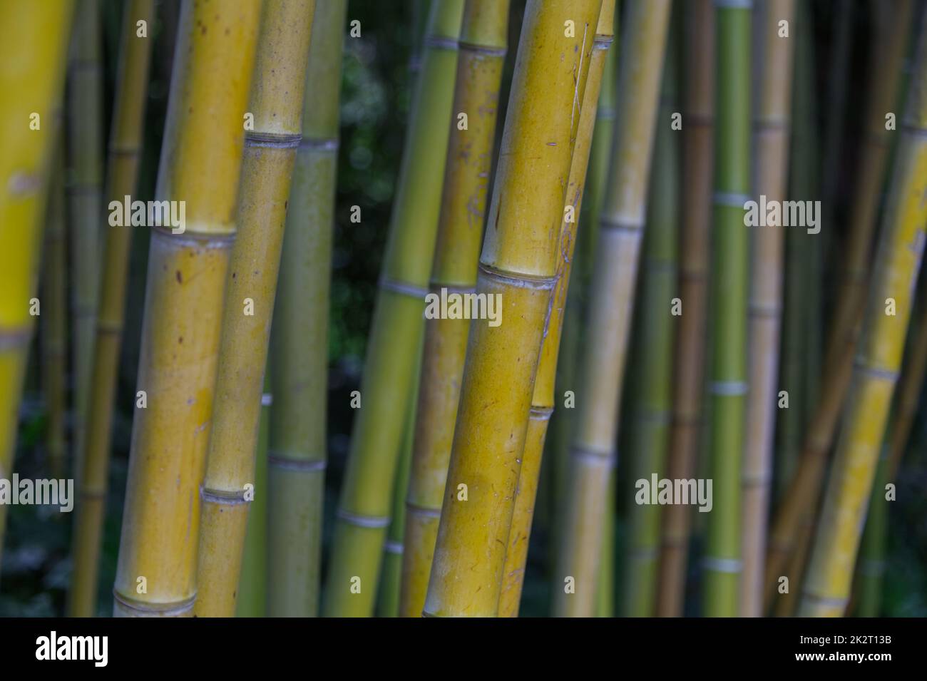 Yellow bamboo plant hi-res stock photography and images - Alamy